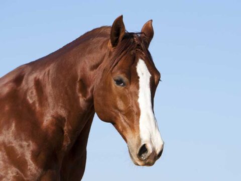 The 10 Best Horse Breeds for Beginners | Touch of Chrome