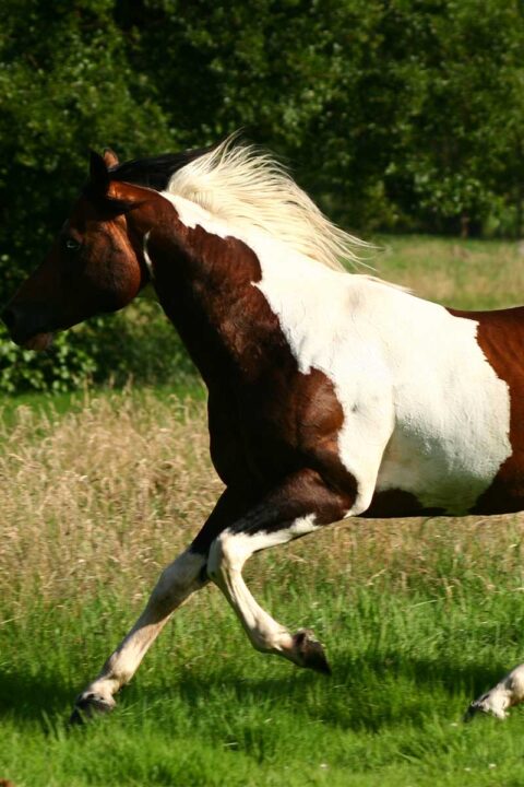 Paint Horse Patterns Guide | Touch of Chrome Paints