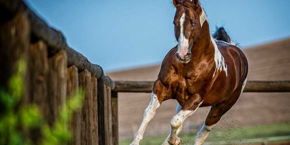 Meet The American Paint Horse Characteristics | Touch of Chrome Paints